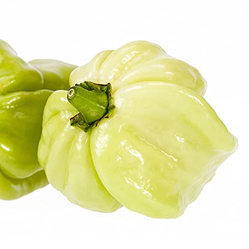 Unique White Habanero Seeds for Planting - 250 mg 45+ Seeds - Non-GMO Heirloom White Habanero Pepper Plant Seeds - Home Garden Vegetable Hot Pepper Seeds - Sealed in Beautiful Mylar Package