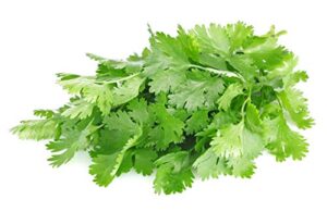 500 organic cilantro seeds for planting outdoors or indoors, leisure splits, 4.2 grams, giving you the cilantro plant you need, coriander seeds, semilla de cilantro