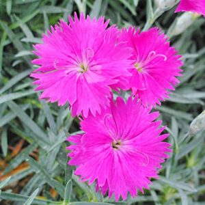 qauzuy garden 100 seeds pink dianthus cheddar pinks carnation sweet william seeds perennial flower heirloom ground cover easy to grow