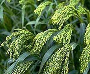 proso millet – makes great amounts of seeds for birds – beautiful in the garden(100 – seeds)