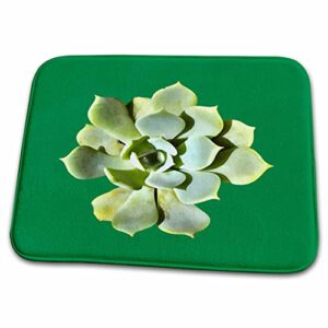 3drose succulent echeveria garden plant cut out – dish drying mats (ddm-364740-1)