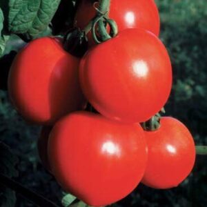 New Girl F1 Tomato Seeds for Planting, 20+ Heirloom Seeds Per Packet, (Isla's Garden Seeds), Non GMO Seeds, Botanical Name: Lycopersicon lycopersicum, Great Home Garden Gift