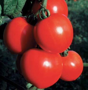 New Girl F1 Tomato Seeds for Planting, 20+ Heirloom Seeds Per Packet, (Isla's Garden Seeds), Non GMO Seeds, Botanical Name: Lycopersicon lycopersicum, Great Home Garden Gift