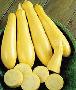 squash, early prolific straightneck squash seed, non-gmo, 25 seeds per package.