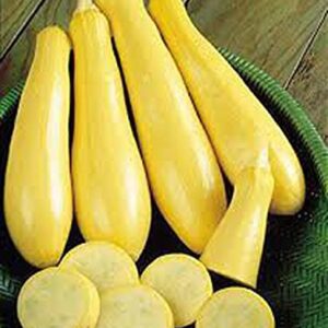 Squash, Early Prolific Straightneck Squash Seed, NON-GMO, 25 Seeds per Package.