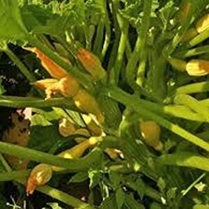 Squash, Early Prolific Straightneck Squash Seed, NON-GMO, 25 Seeds per Package.