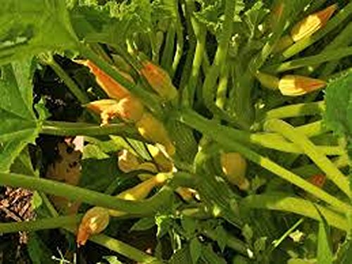 Squash, Early Prolific Straightneck Squash Seed, NON-GMO, 25 Seeds per Package.