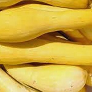 Squash, Early Prolific Straightneck Squash Seed, NON-GMO, 25 Seeds per Package.