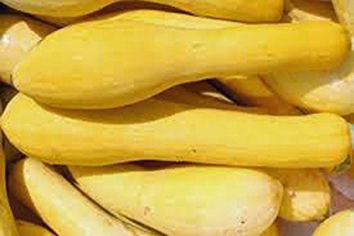 Squash, Early Prolific Straightneck Squash Seed, NON-GMO, 25 Seeds per Package.