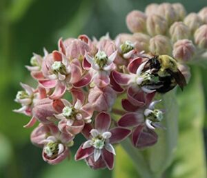 david’s garden seeds flower native american milkweed showy 200 non-gmo, heirloom seeds