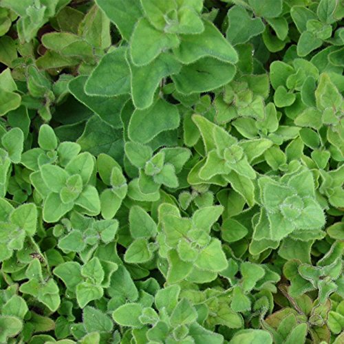 Greek Oregano Herb Garden Seeds - 0.25 Oz - Non-GMO, Heirloom Herbal Gardening Seed