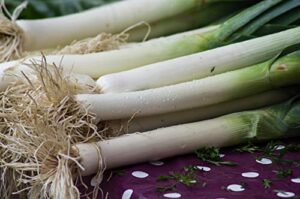 leek seeds “carentan” – full leek flavor with a smaller profile – frost tolerant | seeds by liliana’s garden |