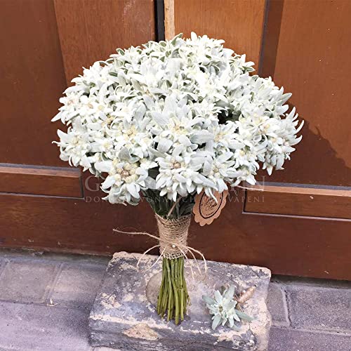 QAUZUY GARDEN 200 Seeds White Edelweiss Seeds Leontopodium Alpinum Seeds- Beautiful Hardy Flower- Attract Pollinators- Easy Grow & Low Maintain