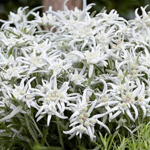 qauzuy garden 200 seeds white edelweiss seeds leontopodium alpinum seeds- beautiful hardy flower- attract pollinators- easy grow & low maintain