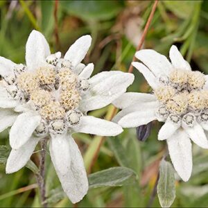 QAUZUY GARDEN 200 Seeds White Edelweiss Seeds Leontopodium Alpinum Seeds- Beautiful Hardy Flower- Attract Pollinators- Easy Grow & Low Maintain