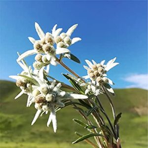 QAUZUY GARDEN 200 Seeds White Edelweiss Seeds Leontopodium Alpinum Seeds- Beautiful Hardy Flower- Attract Pollinators- Easy Grow & Low Maintain