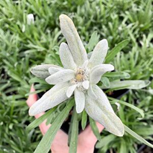 QAUZUY GARDEN 200 Seeds White Edelweiss Seeds Leontopodium Alpinum Seeds- Beautiful Hardy Flower- Attract Pollinators- Easy Grow & Low Maintain