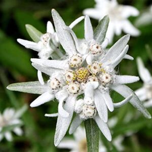 QAUZUY GARDEN 200 Seeds White Edelweiss Seeds Leontopodium Alpinum Seeds- Beautiful Hardy Flower- Attract Pollinators- Easy Grow & Low Maintain