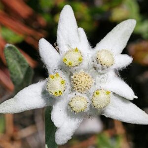 QAUZUY GARDEN 200 Seeds White Edelweiss Seeds Leontopodium Alpinum Seeds- Beautiful Hardy Flower- Attract Pollinators- Easy Grow & Low Maintain