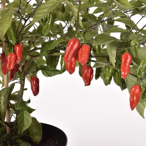 CHUXAY GARDEN Naga Morich Seed,Hot Pepper 20 Seeds Superhot Chilli Red Vegetable Unique Flavor Taste Great for Cooking