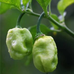 CHUXAY GARDEN Naga Morich Seed,Hot Pepper 20 Seeds Superhot Chilli Red Vegetable Unique Flavor Taste Great for Cooking