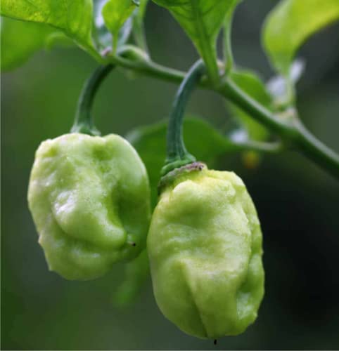 CHUXAY GARDEN Naga Morich Seed,Hot Pepper 20 Seeds Superhot Chilli Red Vegetable Unique Flavor Taste Great for Cooking