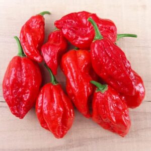 CHUXAY GARDEN Naga Morich Seed,Hot Pepper 20 Seeds Superhot Chilli Red Vegetable Unique Flavor Taste Great for Cooking