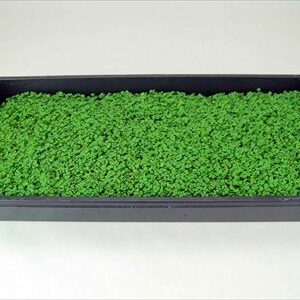 Southern Giant Mustard Seeds - 4 Oz. Resealable Bag - Use for Indoor Gardening, Growing Microgreens & More | Micro Greens Salad Garden Seeds