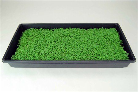 Southern Giant Mustard Seeds - 4 Oz. Resealable Bag - Use for Indoor Gardening, Growing Microgreens & More | Micro Greens Salad Garden Seeds