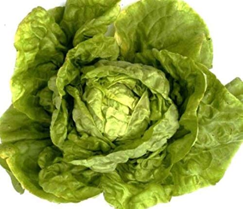 Buttercrunch Lettuce Heirloom Garden Seeds - B240 (900+ Seeds, 1 Gram)