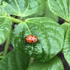 1500 Live Ladybugs - Good Bugs - Ladybugs - Guaranteed Live Delivery!