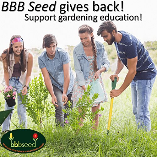 "Super Greens" Seeds for Planting, Organic Non-GMO Garden Vegetables, Arugula, Beets, Kale, Mesclun, Chard, Mustard, Spinach, BBB Seed