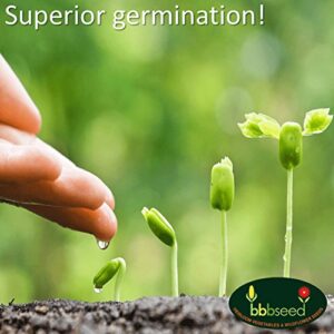 "Super Greens" Seeds for Planting, Organic Non-GMO Garden Vegetables, Arugula, Beets, Kale, Mesclun, Chard, Mustard, Spinach, BBB Seed