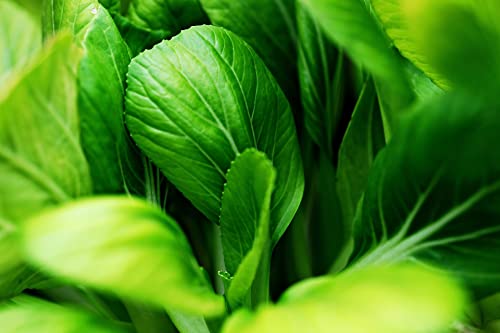 1000 Pak Choi Seeds for Planting - 3+ Grams - White Stem - Heirloom Non-GMO Vegetable Seeds for Planting - AKA Bok Choy, Pok Choi, Chinese Cabbage