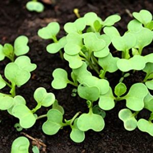 1000 Pak Choi Seeds for Planting - 3+ Grams - White Stem - Heirloom Non-GMO Vegetable Seeds for Planting - AKA Bok Choy, Pok Choi, Chinese Cabbage