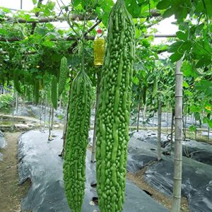 30 bitter gourd, chinese bitter gourd, calabaza amarga, bitter cucumber, karela, nigauri, goya, ku-gua, non-gmo heirloom seeds, nutritious vegetables-qauzuy garden