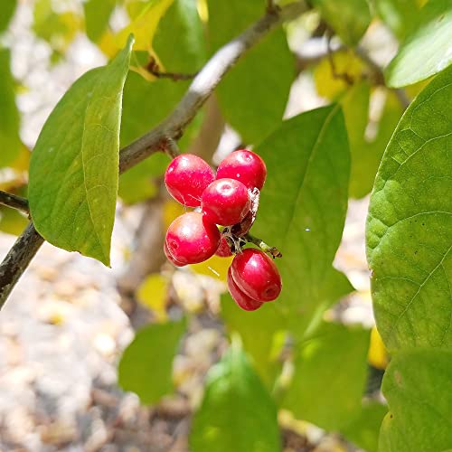 Spicebush Seeds Benjaminbush, Lindera Benzoin Low Maintenance Fragrant Fruit & Berries Attracts Birds & Butterflies GMO Free Bed Border Pond Stream Outdoor 10Pcs Shrub Seeds by YEGAOL Garden