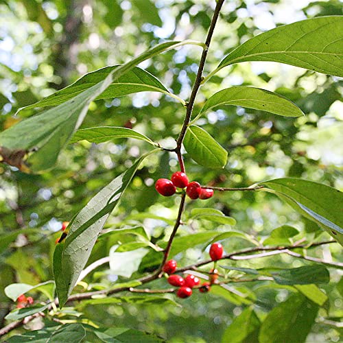 Spicebush Seeds Benjaminbush, Lindera Benzoin Low Maintenance Fragrant Fruit & Berries Attracts Birds & Butterflies GMO Free Bed Border Pond Stream Outdoor 10Pcs Shrub Seeds by YEGAOL Garden