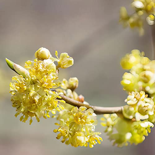 Spicebush Seeds Benjaminbush, Lindera Benzoin Low Maintenance Fragrant Fruit & Berries Attracts Birds & Butterflies GMO Free Bed Border Pond Stream Outdoor 10Pcs Shrub Seeds by YEGAOL Garden