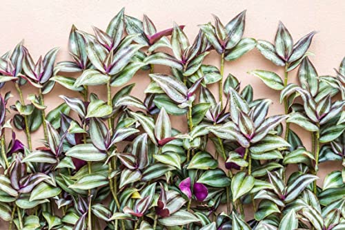 9 Purple Wandering Jew Cuttings, 4 Inc to 6 Inc Tall, Tradescantia Zebrina Plant, Inc Plant, No Root