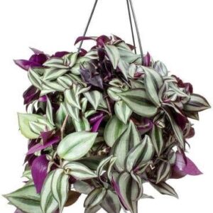 9 Purple Wandering Jew Cuttings, 4 Inc to 6 Inc Tall, Tradescantia Zebrina Plant, Inc Plant, No Root