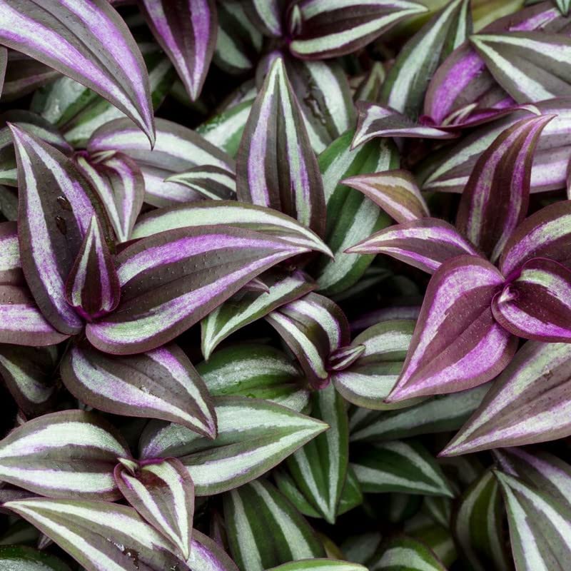 9 Purple Wandering Jew Cuttings, 4 Inc to 6 Inc Tall, Tradescantia Zebrina Plant, Inc Plant, No Root