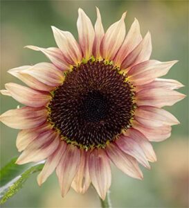 zellajake rare flower seeds beautiful garden plant seeds 50+ helianthus seeds sunflower seeds helianthus annuus procut plum