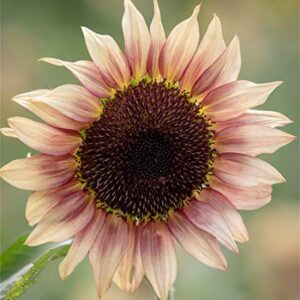 zellajake Rare Flower Seeds Beautiful Garden Plant Seeds 50+ Helianthus Seeds Sunflower Seeds Helianthus annuus ProCut Plum