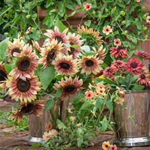 zellajake Rare Flower Seeds Beautiful Garden Plant Seeds 50+ Helianthus Seeds Sunflower Seeds Helianthus annuus ProCut Plum