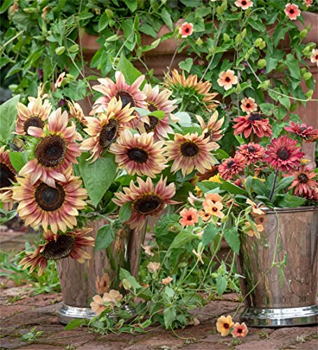 zellajake Rare Flower Seeds Beautiful Garden Plant Seeds 50+ Helianthus Seeds Sunflower Seeds Helianthus annuus ProCut Plum