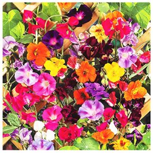 colorful mixed climbing vine seeds – morning glory, nasturtium, black eyed susan vine and sweet pea