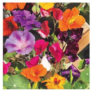 Colorful Mixed Climbing Vine Seeds - Morning Glory, Nasturtium, Black Eyed Susan Vine and Sweet Pea