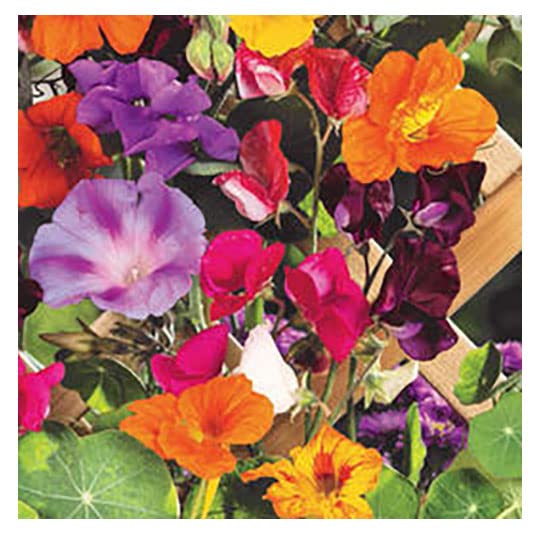 Colorful Mixed Climbing Vine Seeds - Morning Glory, Nasturtium, Black Eyed Susan Vine and Sweet Pea