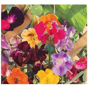 Colorful Mixed Climbing Vine Seeds - Morning Glory, Nasturtium, Black Eyed Susan Vine and Sweet Pea